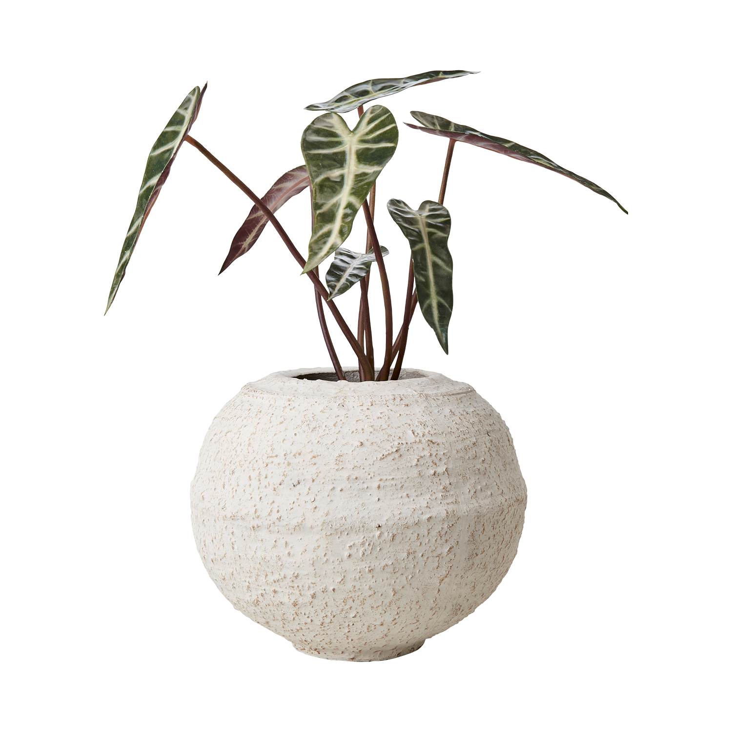 CREAM Kruka, Elfenben | Affari of Sweden